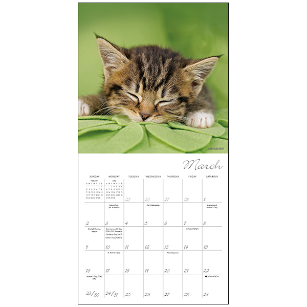 Cat Naps 2025 Mini Calendar 7 X 7 Shed Cat Calendar 2025, Calendar 2025 ...